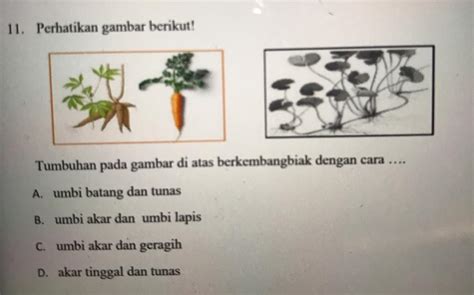 Detail Contoh Tumbuhan Yang Berkembang Biak Dengan Rhizoma Koleksi Nomer 50