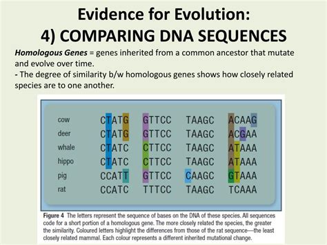 Ppt Evidence For Evolution 1 Biogeography Powerpoint Presentation