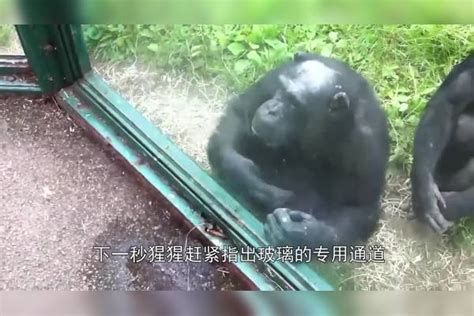 猩猩被人群围观拉臭臭，感到生气的它，脑袋一转有了“鬼主意”脑袋鬼主意猩猩