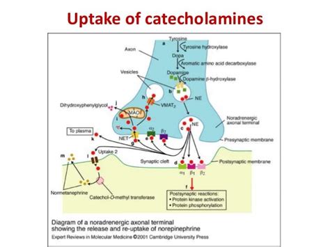 Biosynthesis Of Catecholamines