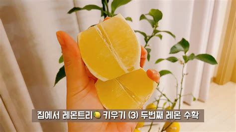 집에서 레몬나무 키우기 레몬트리에서 두번째 레몬 수확 레몬따기 🍋 Youtube