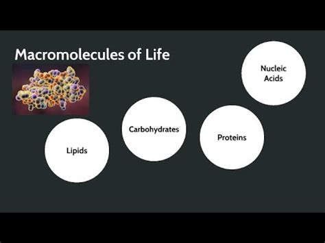 Macromolecules Overview YouTube
