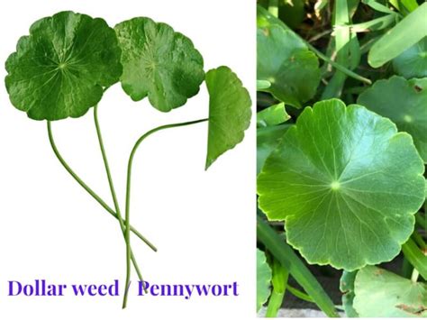 Common Weeds In St Augustine Grass Identification Control Tips