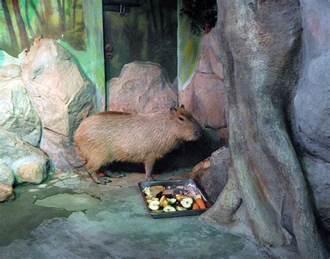 Capybara Detection Object Detection Dataset And Pre Trained Model By Artem Makson