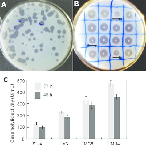 Mutagenesis And Screening Of Mutant Isolates Of Bacillus Subtilis S1 4 Download Scientific
