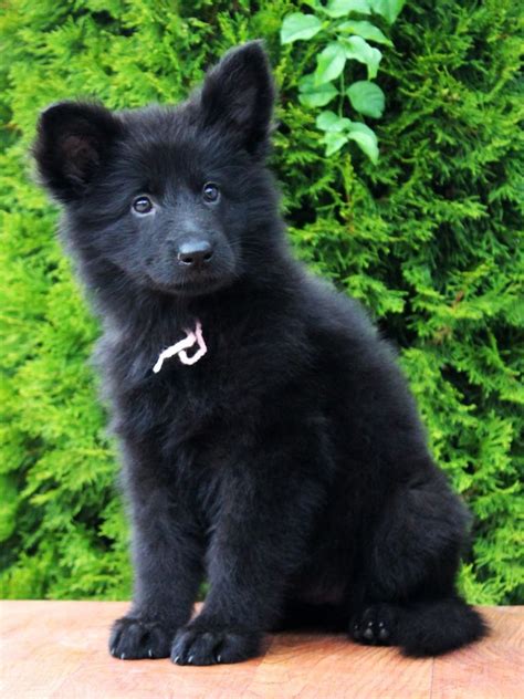 Black German Shepherds Puppies