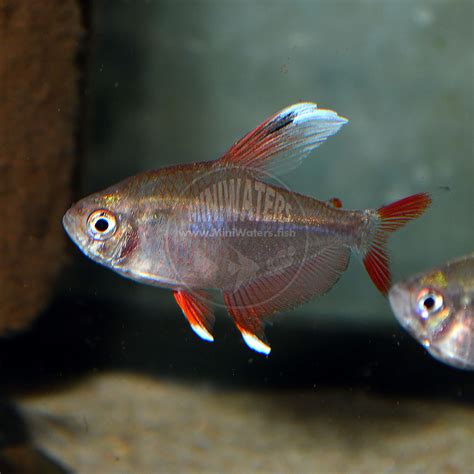 Candy Cane Tetra