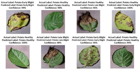 Figure 1 From Enhancing Potato Crop Yield With Ai Powered Cnn Based Leaf Disease Detection And