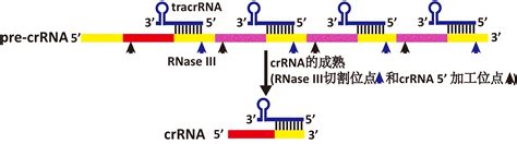 Crrna的成熟