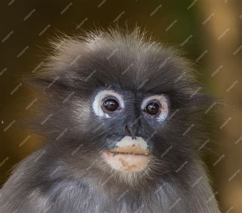 Premium Photo Dusky Langur Trachypithecus Obscurus