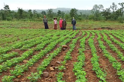 ဆောင်းရာသီ မြေပဲစိုက်ခင်းတွင် ပိုးမွှားရောဂါကာကွယ်နှိမ်နင်းရေး ဆောင်ရွက် Information And