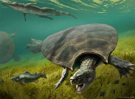 How Old Is The Worlds Oldest Turtle The Pet Mode