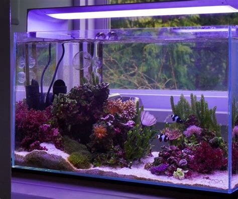 What Types Of Macroalgae Do You Have In Your Reef System Are They Beneficial Discussion