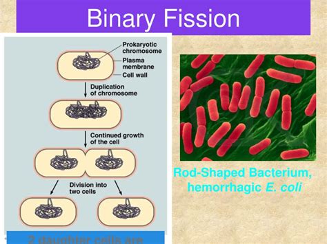 Ppt Plant Reproduction Powerpoint Presentation Free Download Id