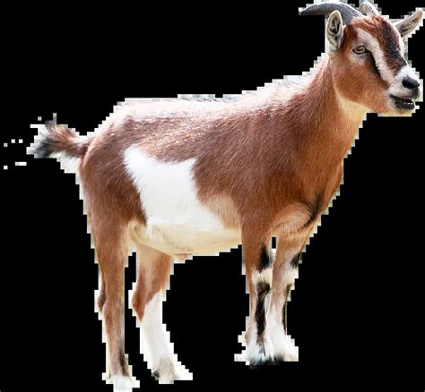 تصاویر Png و دوربری شده بز واقعی کاملا رایگان و بدون زمینه