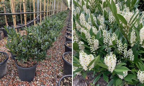 Otto Luyken Dwarf Cherry Laurel Prunus Laurocerasus 39otto