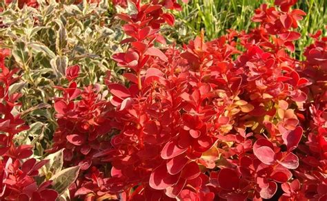 Декоративни храсти 2024