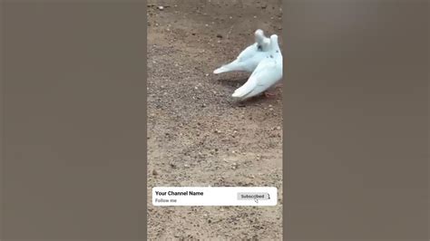 මෑත දී උඩුගතකල නියම වැල් බිත්තර ජෝඩුවක් සුපිරියටම ටයිම් Youtube