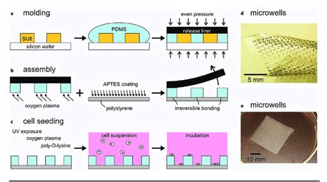 Fabrication Of 900 Well Pdms Microwell Arrays A Photolithography Was Download Scientific