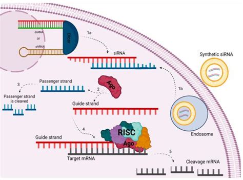 Sirna Products Rna Boc Sciences