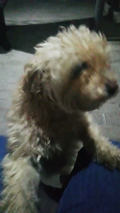 ლეკა სამაზი😅😅 Youtube