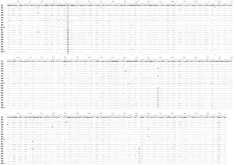 Alignment Of The Nucleotide Sequences Of A Fragment From The Download Scientific Diagram
