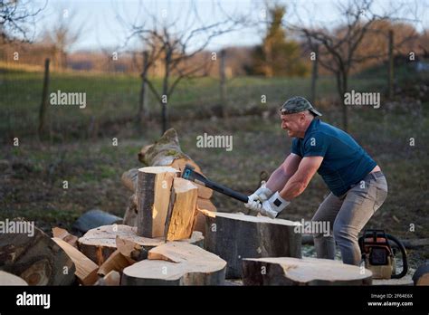 Strong Woodman Splitting Huge Beech Logs With His Heavy Axe Stock Photo Alamy