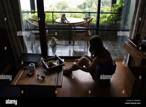 A Tocque Macaque Monkey Eating A Stolen Apple On A Balcony Of A Hotel