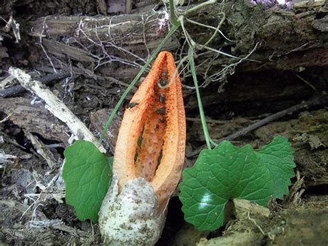 Pseudocolus Fusiformis The Ultimate Mushroom Guide