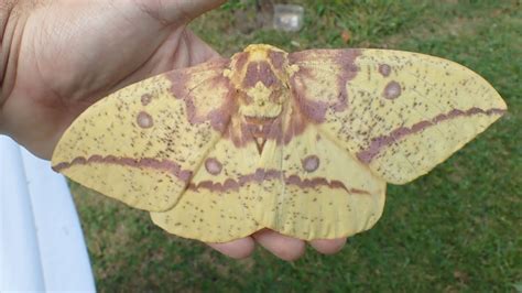 Yellow Moth
