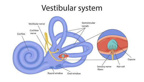 Your Bodys Sixth Sense The Vestibular System