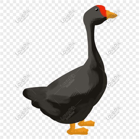 Gambar Bebek Hitam Putih 57 Koleksi Gambar