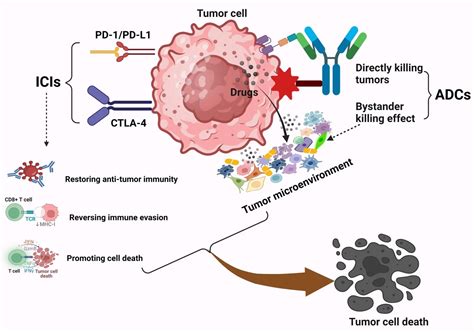Week 4 June 2024 Immune Checkpoint Blockade