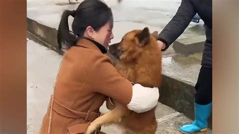 主人找回丢失的狗狗痛哭：在山中走丢24天，估计瘦20多斤凤凰网视频凤凰网