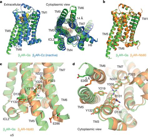 Comparison Of Active And Inactive β2ar Structures A Side And