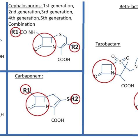 Immediate And Delayed Hypersensitivity Reactions To Beta Lactam Antibiotics