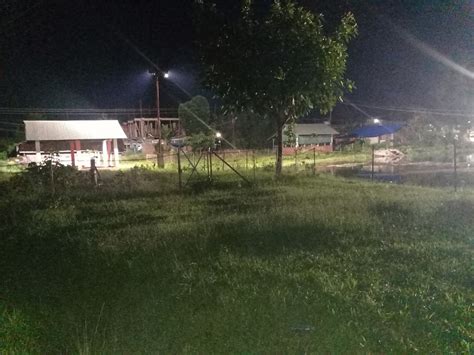 Tree Night Free Photo On Pixabay Pixabay