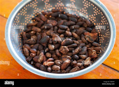 Freshly Hand Roasted Cocoa Beans Theobroma Cacao Stock Photo Alamy