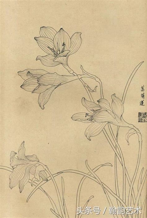 工筆白描 百花圖譜 每日頭條