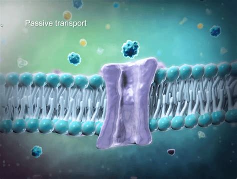 Passive Transport 