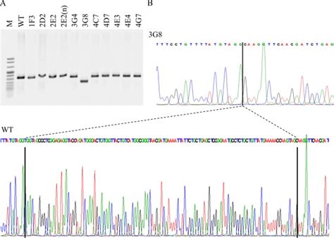 Runx2 Stimulates Neoangiogenesis Through The Runt Domain In Melanoma
