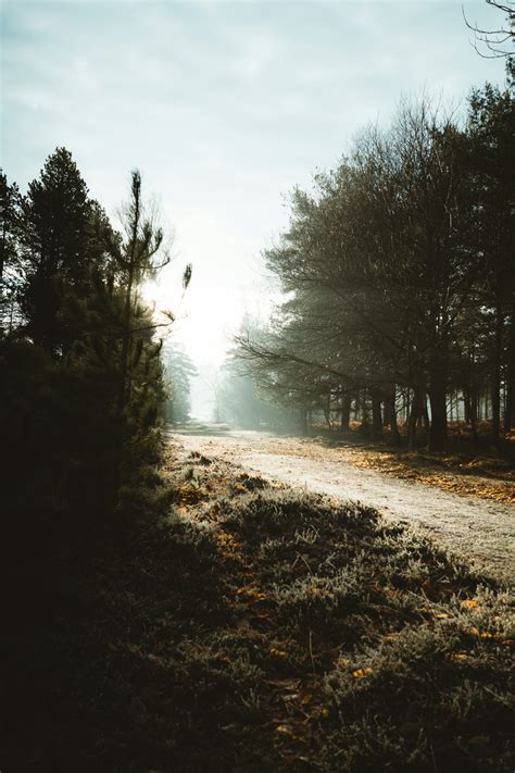 낮에는 흰 하늘 아래 갈색 들판에 벌거벗은 나무가 있습니다 사진 Unsplash의 무료 숲 이미지