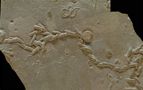 Fossil Evidence The Burgess Shale