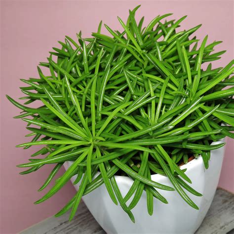 Senecio Himalaya Pflege