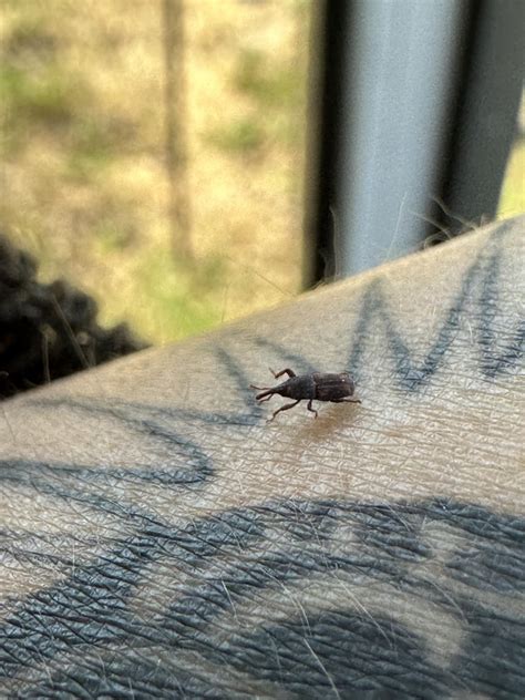 Weevil Found In My Bed Rweeviltime