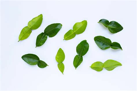 베 르가 못 카피 르 라임은 허브의 신선한 성분을 흰색 배경에 고립 된 상태로 남깁니다 가을에 대한 스톡 사진 및 기타 이미지 가을 거머리 고대의 Istock