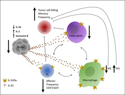 Il 31 Induces Antitumor Immunity In Breast Carcinoma Journal For