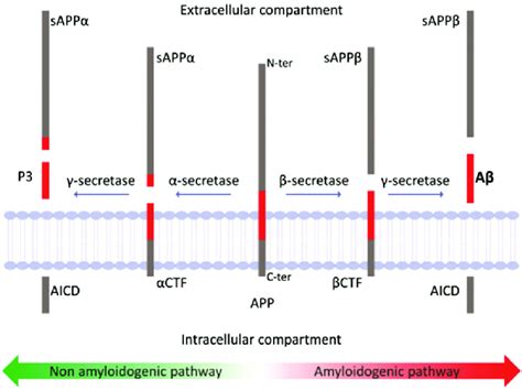 Schematic Representation Of App Processing App Amyloid Precursor