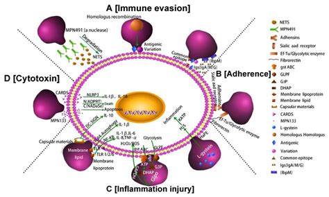 Mycoplasma Pneumoniae Antigens Creative Diagnostics