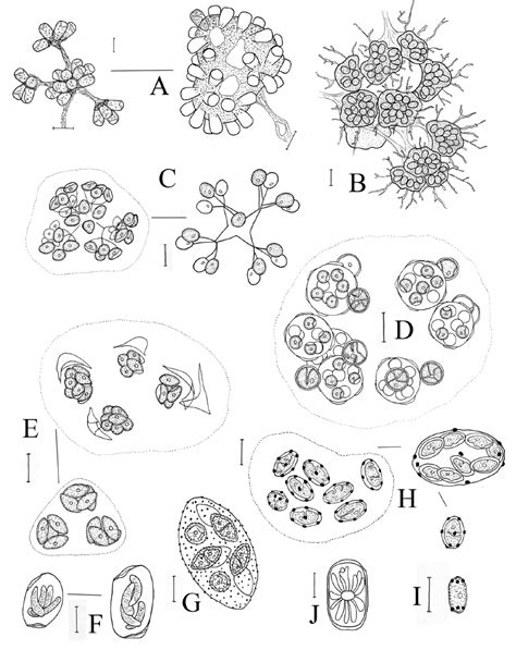 New To Lithuania Chlorococcale S Species Botryococcaceae A Download Scientific Diagram
